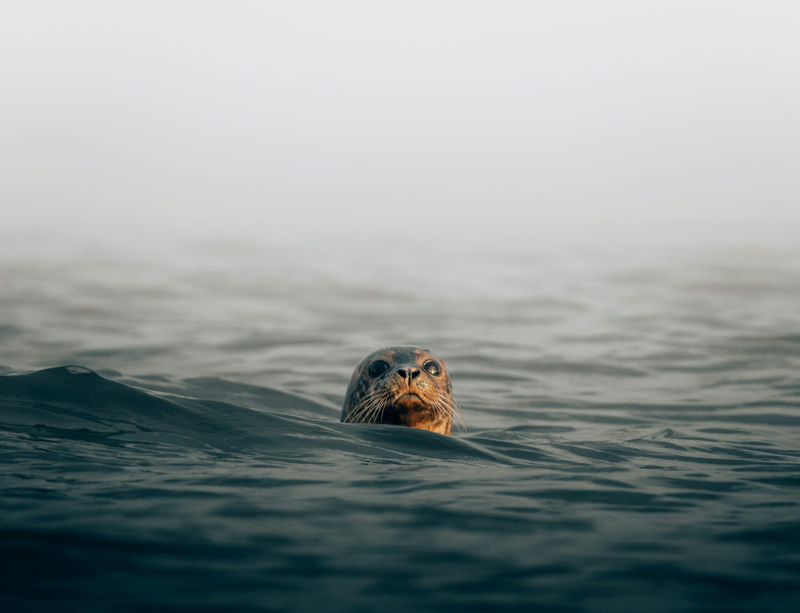 The Seal Signal