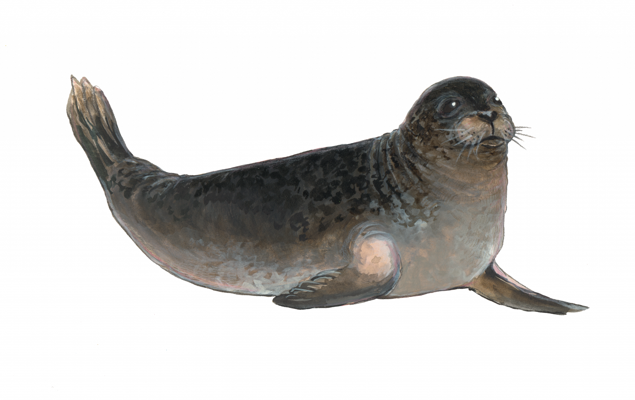 Pinniped Species – The Seal Signal